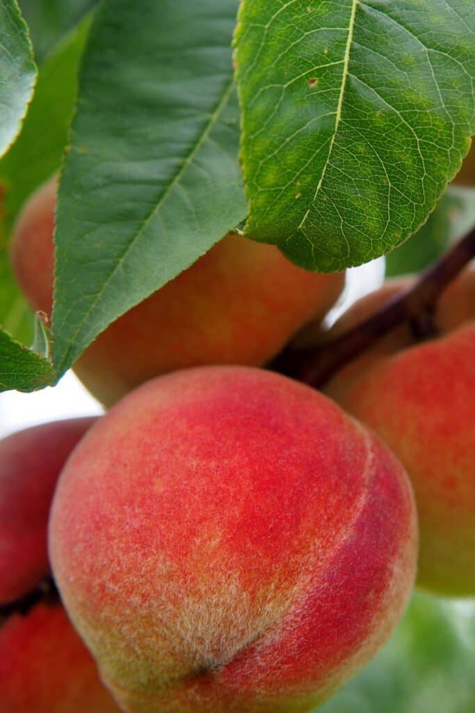 10 Fastest Growing Peach Trees That Bear Fruit Quickly (1st Year)
