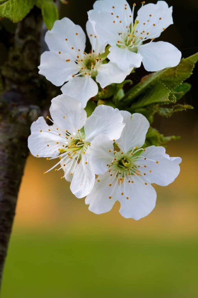 9 Fastest Growing Cherry Trees That Bear Fruit Quickly (1st Year)