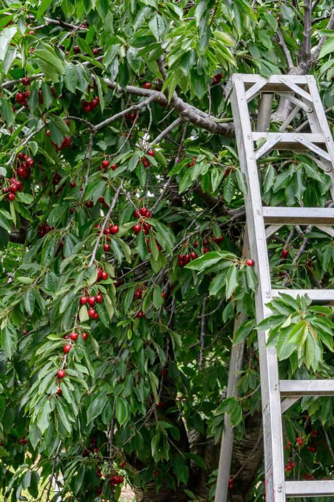 9 Fastest Growing Cherry Trees That Bear Fruit Quickly (1st Year)