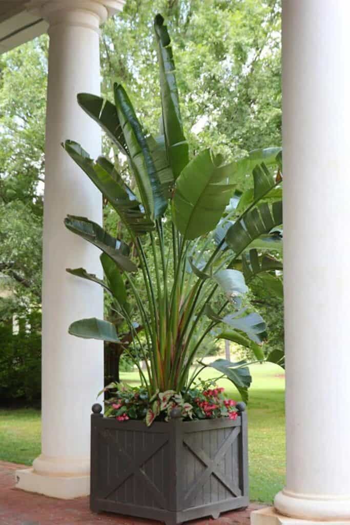 9 Stunning Large Indoor Trees to Enhance Your Home's Ambiance