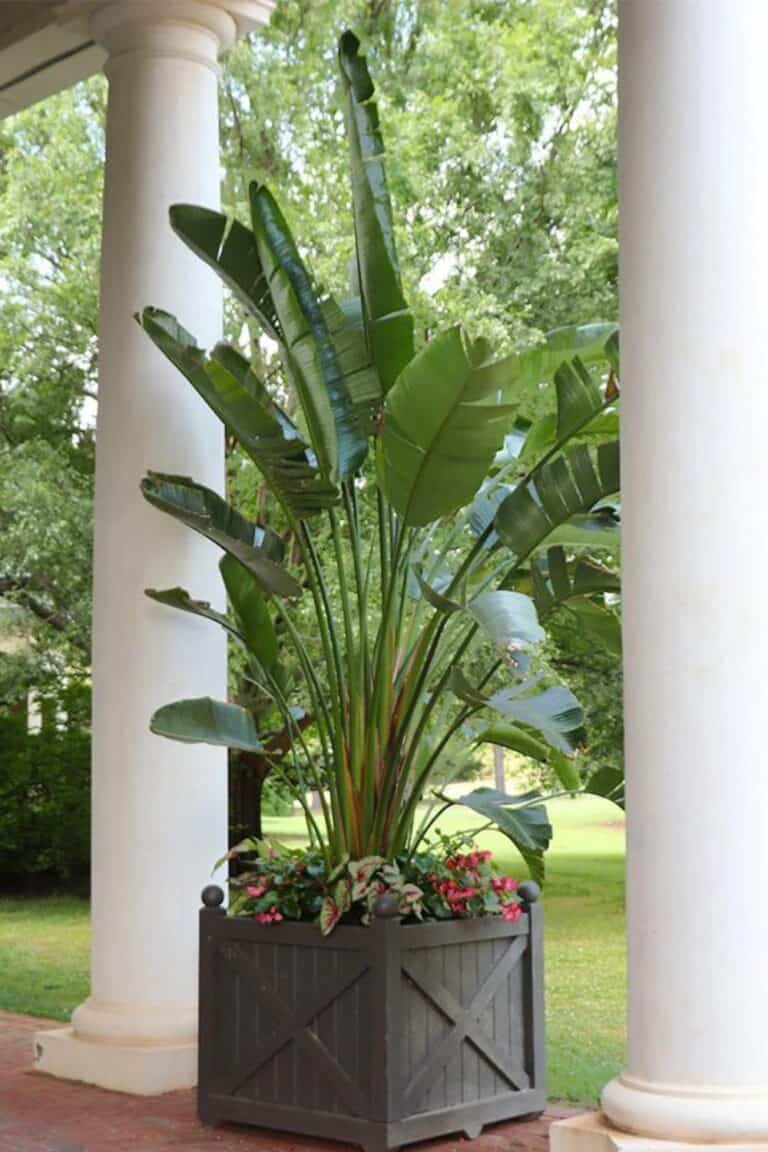 9 Stunning Large Indoor Trees to Enhance Your Home's Ambiance