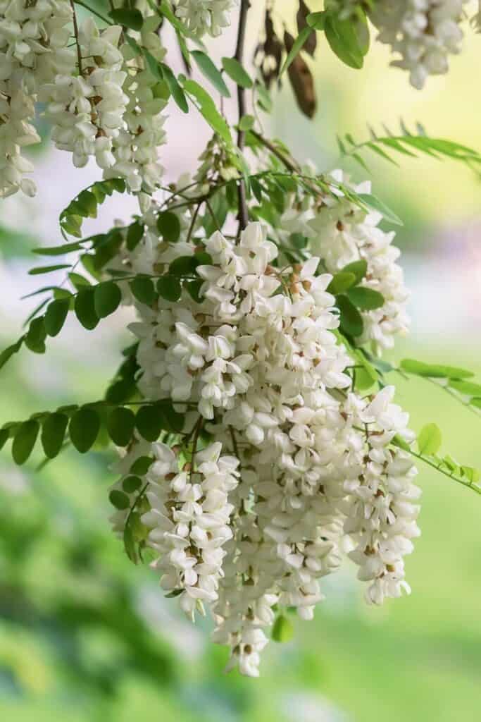 22 Most Fragrant Trees to Make Your Garden a Scented Paradise