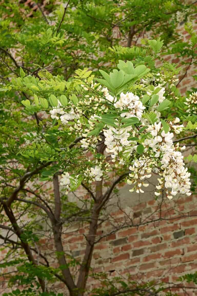 22 Most Fragrant Trees to Make Your Garden a Scented Paradise