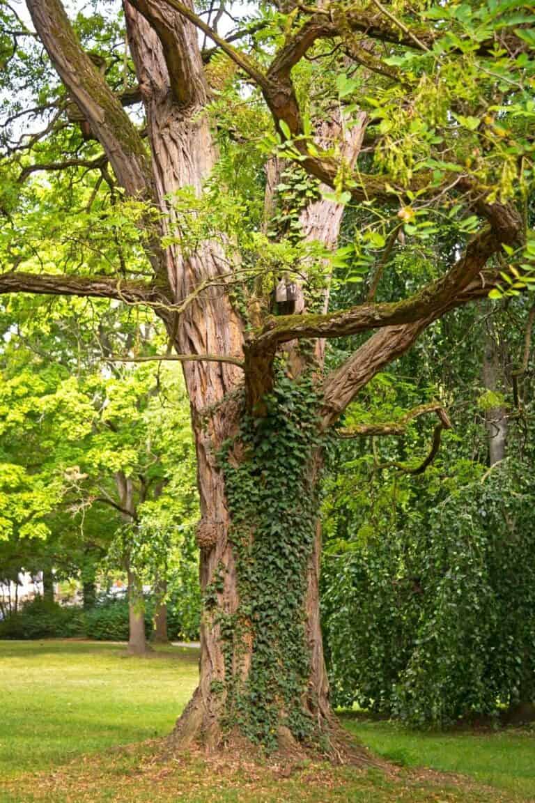22 Most Fragrant Trees to Make Your Garden a Scented Paradise