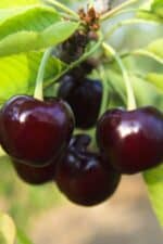9 Fastest Growing Cherry Trees That Bear Fruit Quickly (1st Year)