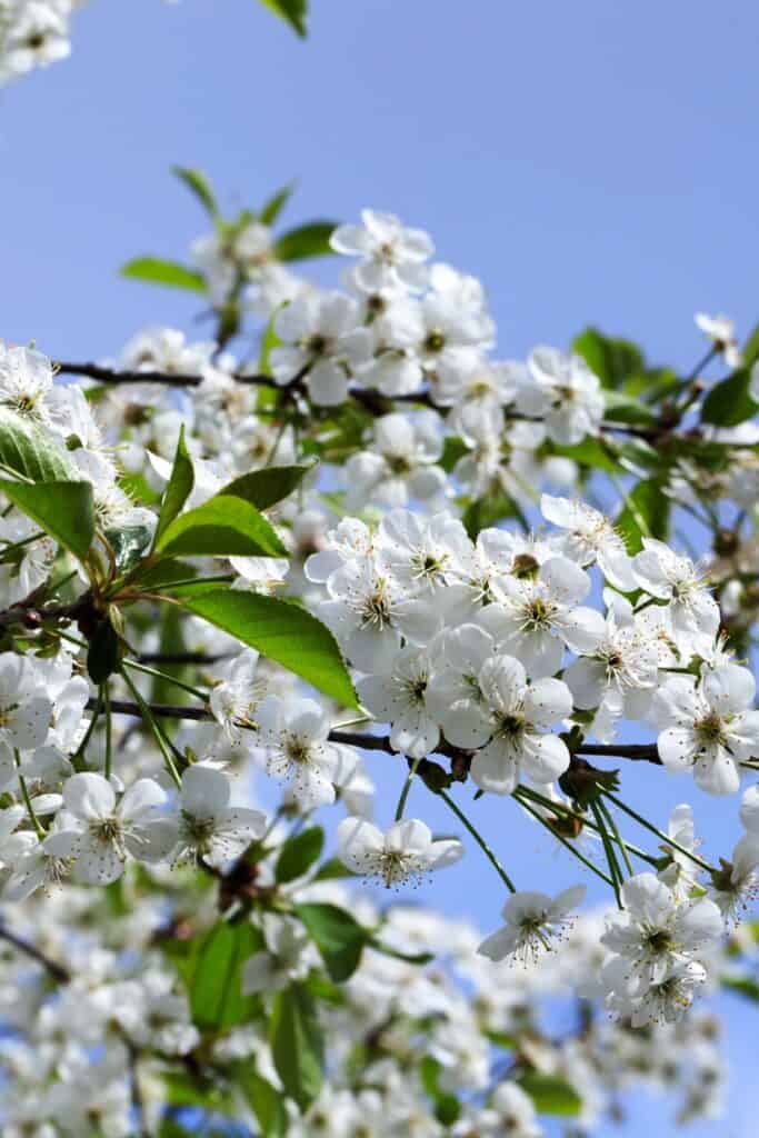 9 Fastest Growing Cherry Trees That Bear Fruit Quickly (1st Year)