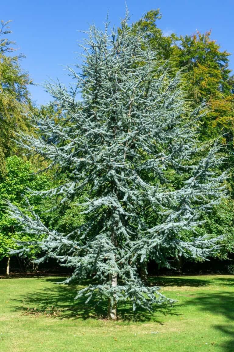 22 Most Fragrant Trees to Make Your Garden a Scented Paradise