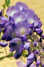 22 Most Fragrant Trees to Make Your Garden a Scented Paradise
