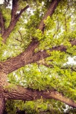 13 Best Drought Tolerant Trees (Sorted By USDA Zones)