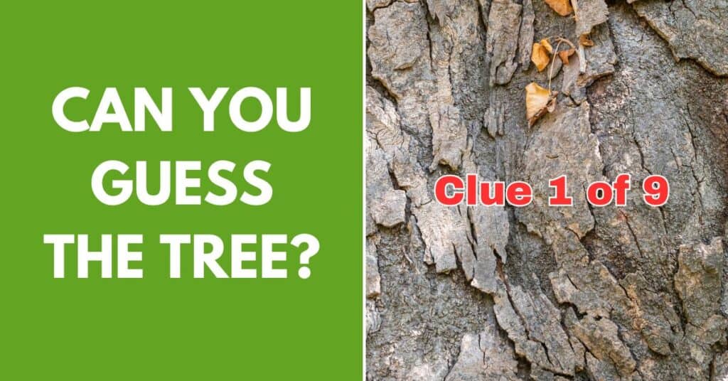 Guess The Tree - How Many Clues Will It Take You?