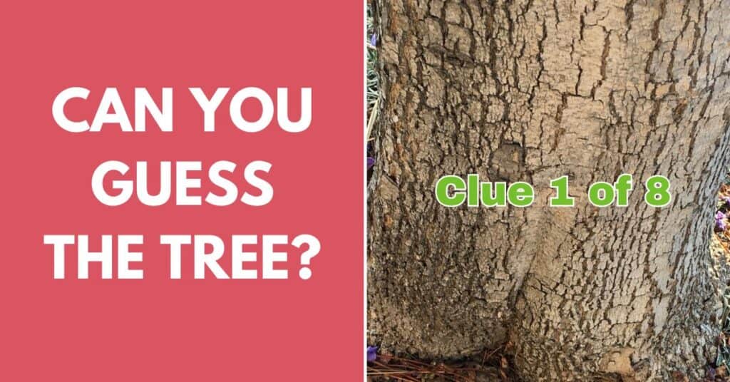 Guess The Tree Archives - Tree Vitalize