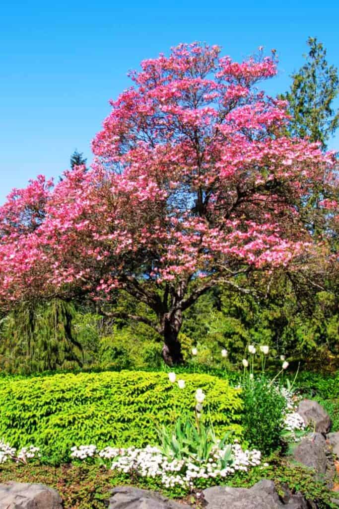 10 Most Popular Spring Flowering Trees (Chosen by You!)
