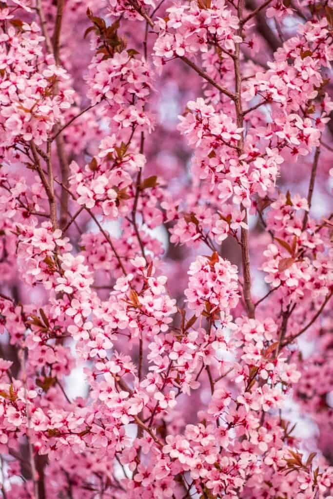 22 Most Fragrant Trees to Make Your Garden a Scented Paradise