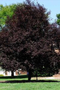 22 Most Fragrant Trees to Make Your Garden a Scented Paradise