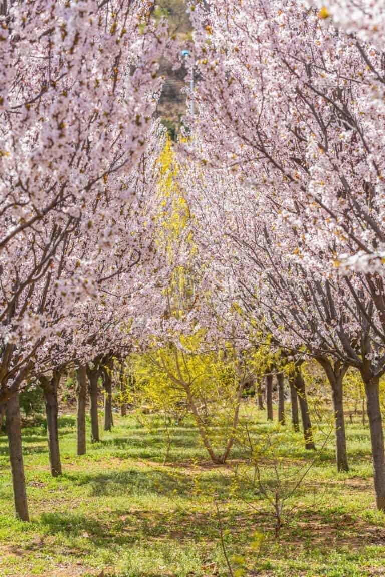 22 Most Fragrant Trees to Make Your Garden a Scented Paradise