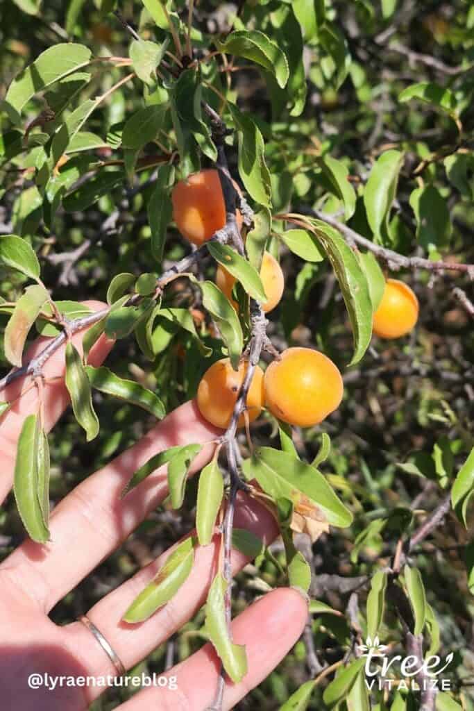 13 Best Drought Tolerant Trees (Sorted By USDA Zones)