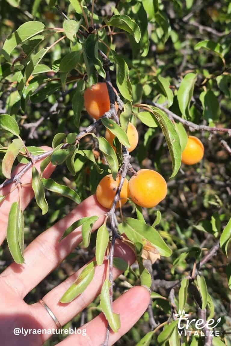 13 Best Drought Tolerant Trees (Sorted By USDA Zones)