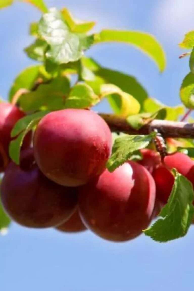 13 Best Drought Tolerant Trees (Sorted By USDA Zones)