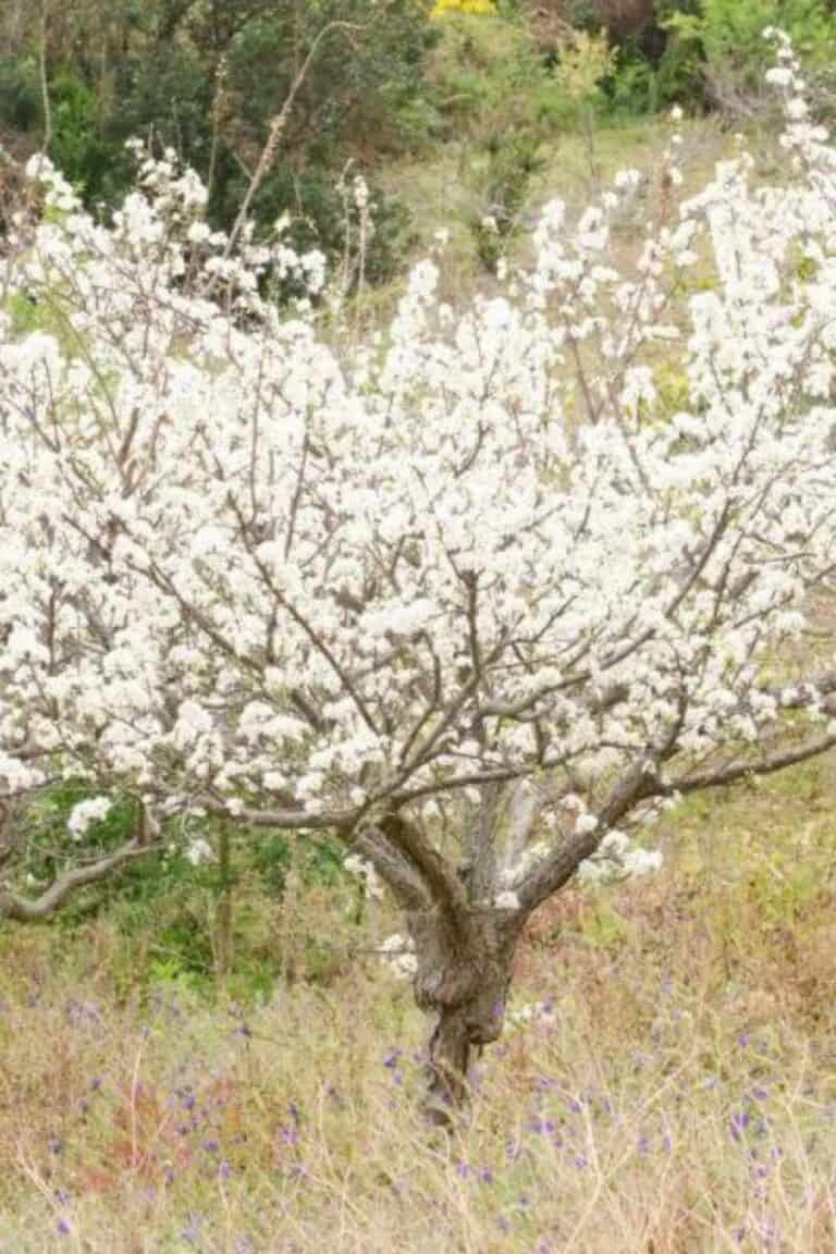 13 Best Drought Tolerant Trees (Sorted By USDA Zones)