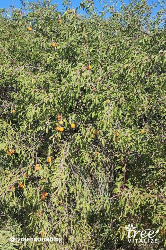 13 Best Drought Tolerant Trees (Sorted By USDA Zones)