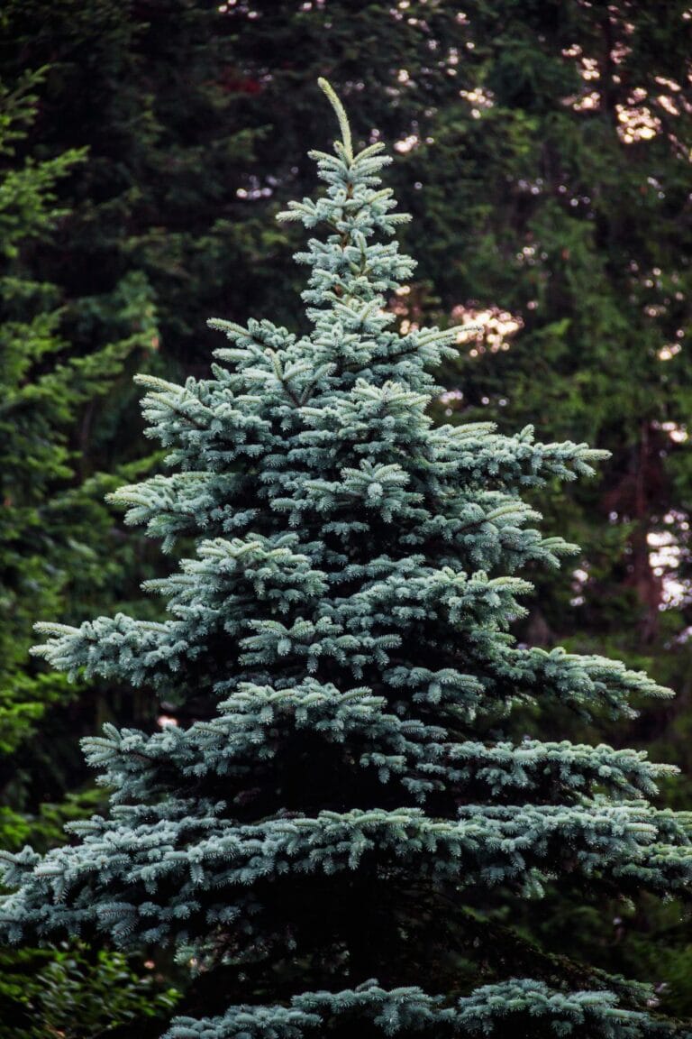 7 Best Evergreen Trees for Privacy & Year-Round Color