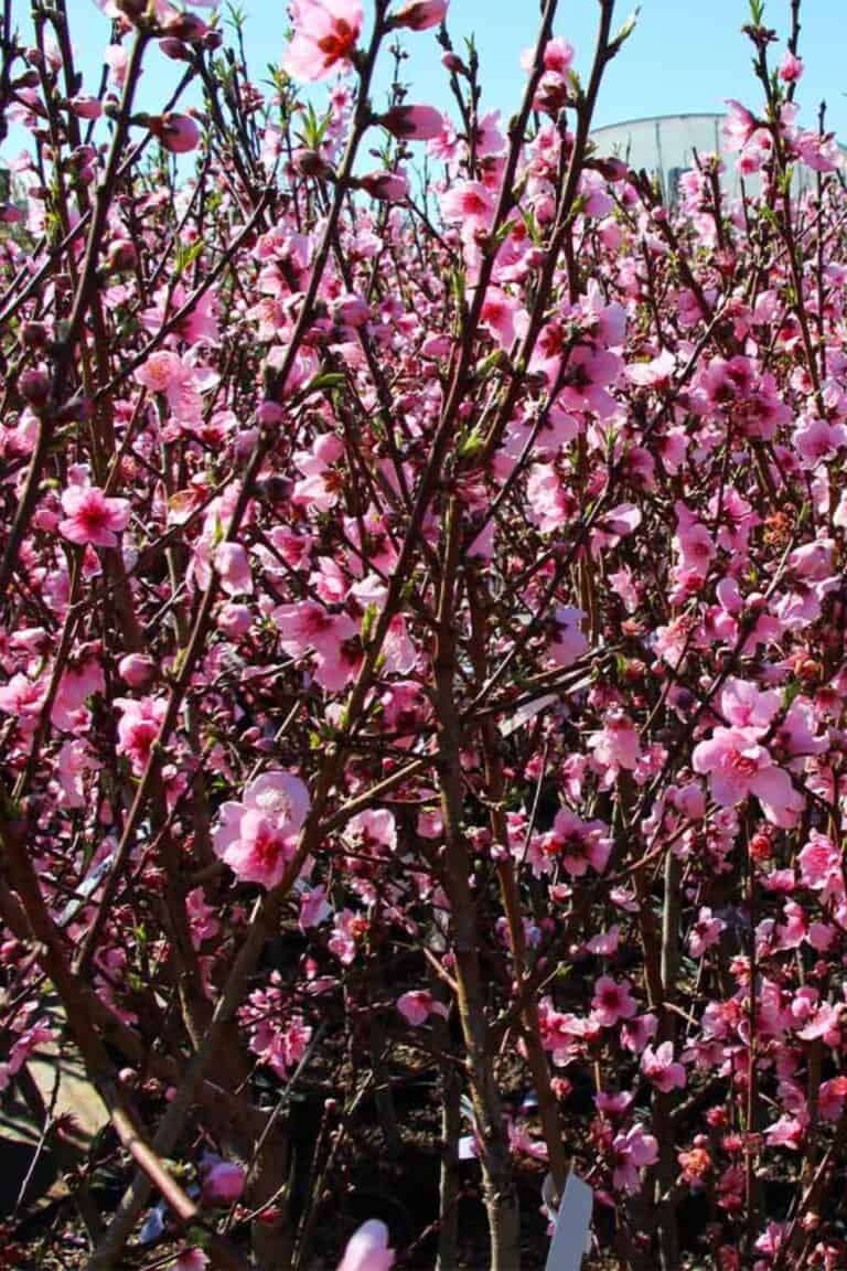 10 Fastest Growing Peach Trees That Bear Fruit Quickly (1st Year)