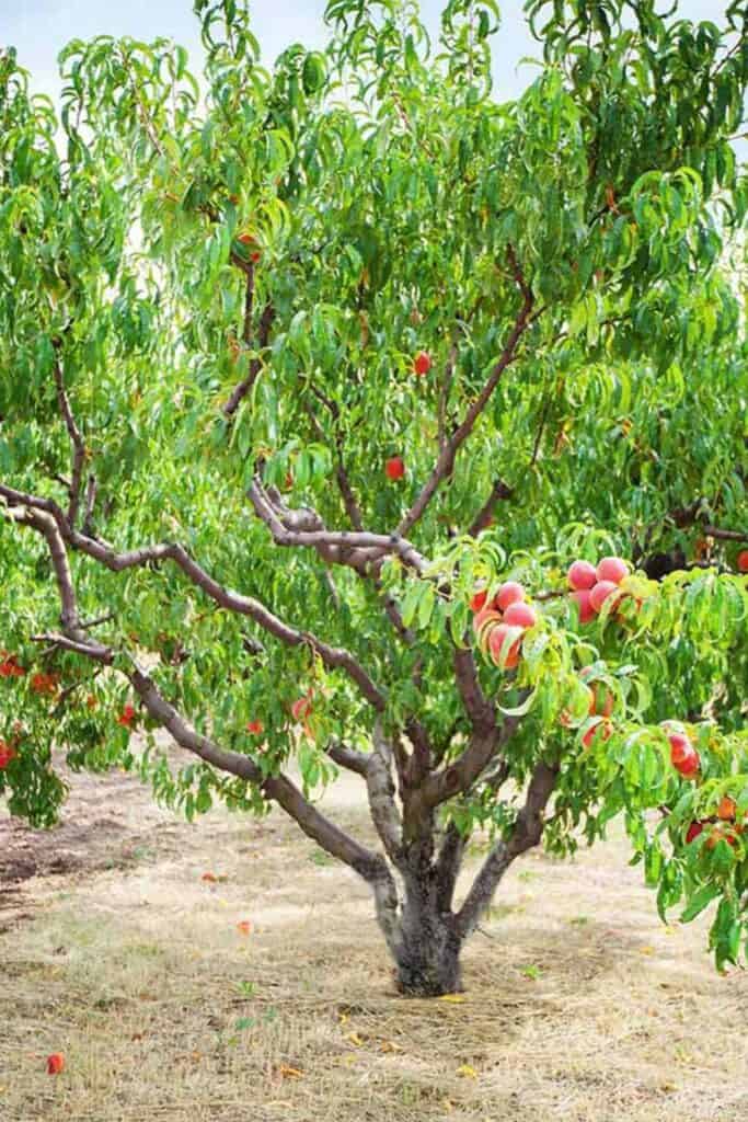 10 Fastest Growing Peach Trees That Bear Fruit Quickly (1st Year)