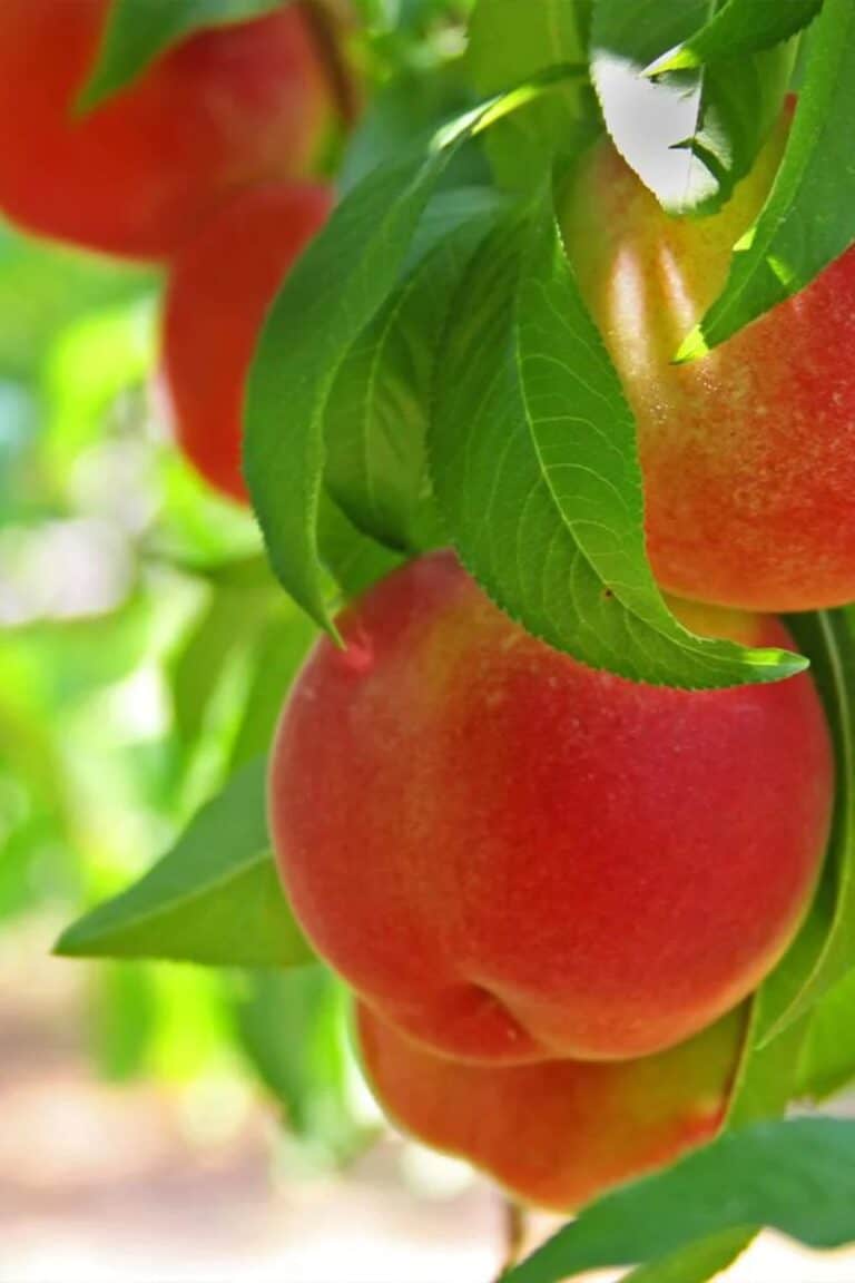 10 Fastest Growing Peach Trees That Bear Fruit Quickly (1st Year)