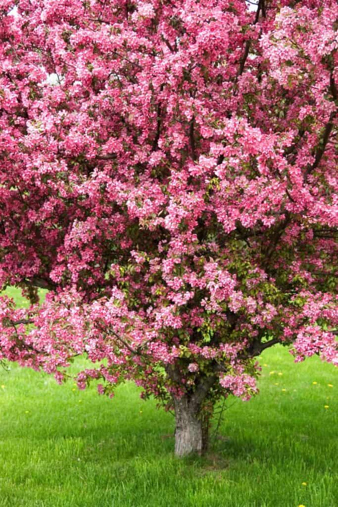 22 Most Fragrant Trees to Make Your Garden a Scented Paradise