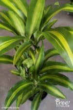 9 Stunning Large Indoor Trees to Enhance Your Home's Ambiance