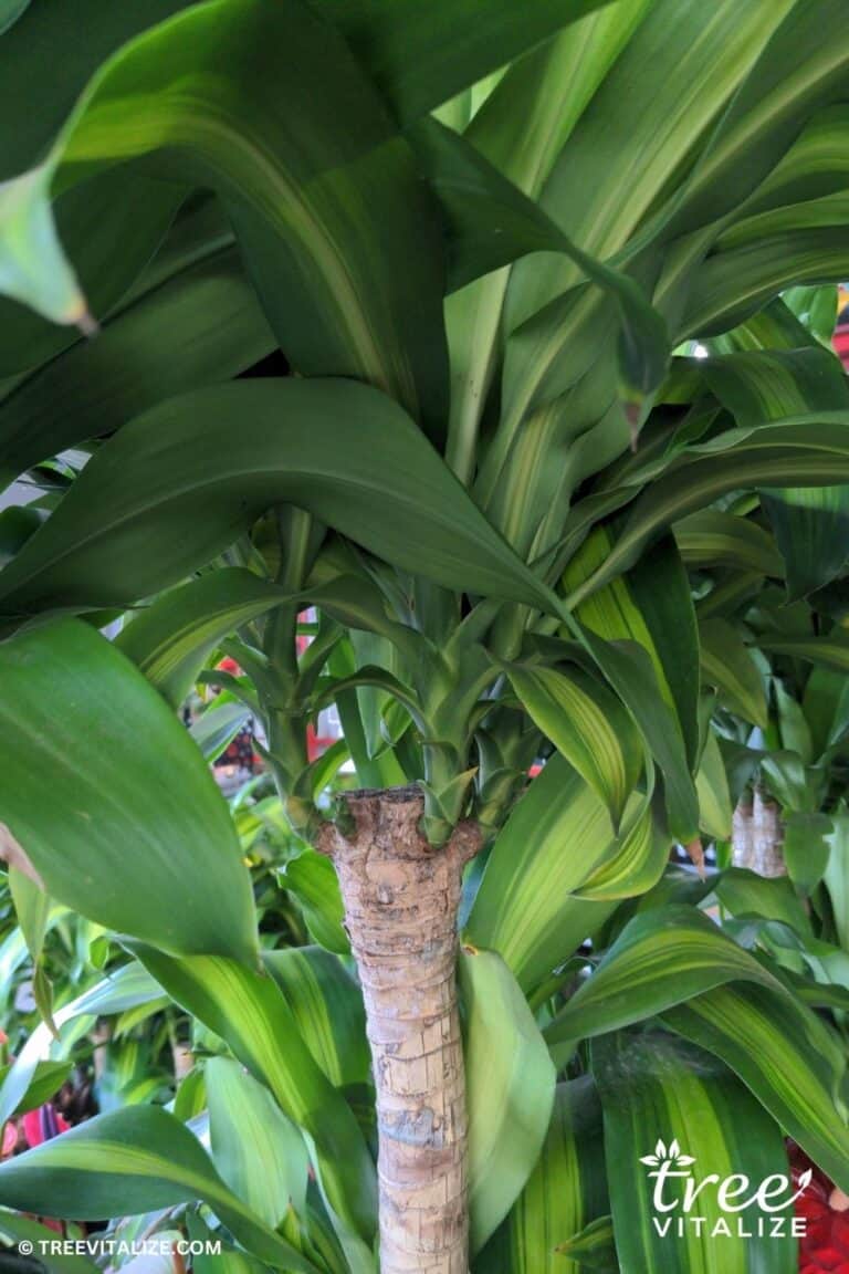 9 Stunning Large Indoor Trees to Enhance Your Home's Ambiance