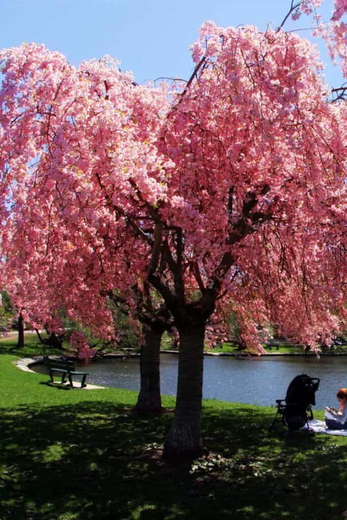 10 Most Popular Spring Flowering Trees (Chosen by You!)