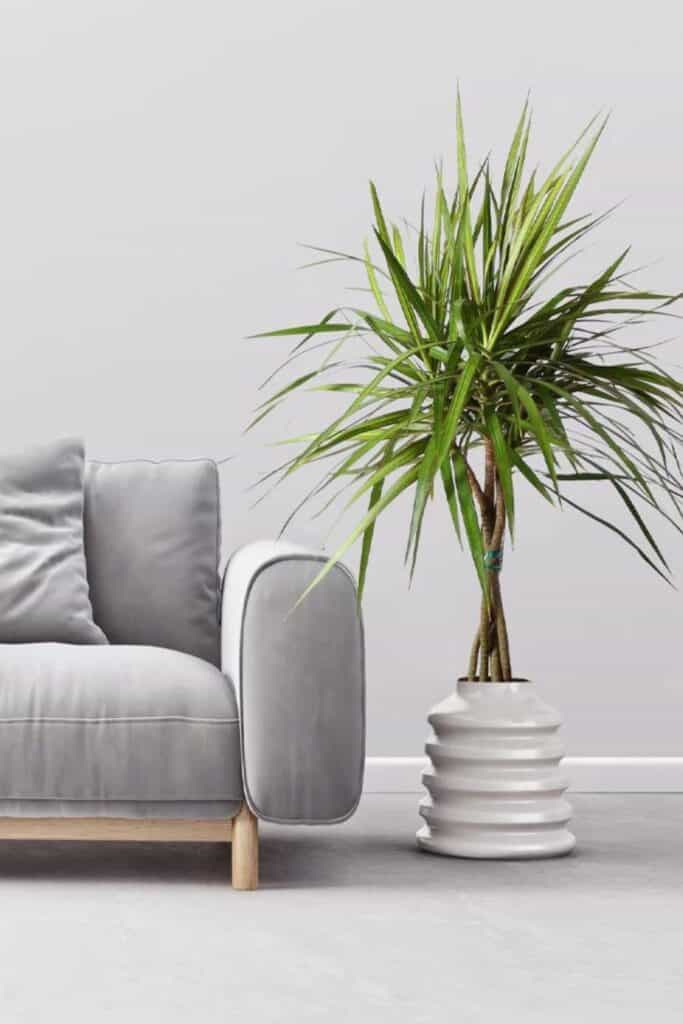 9 Best Easy-Care Indoor Trees for Low Light to Beautify Your Home