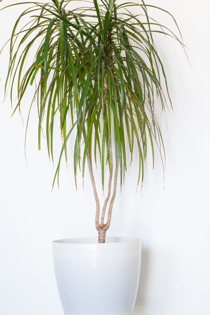 9 Best Easy-Care Indoor Trees for Low Light to Beautify Your Home