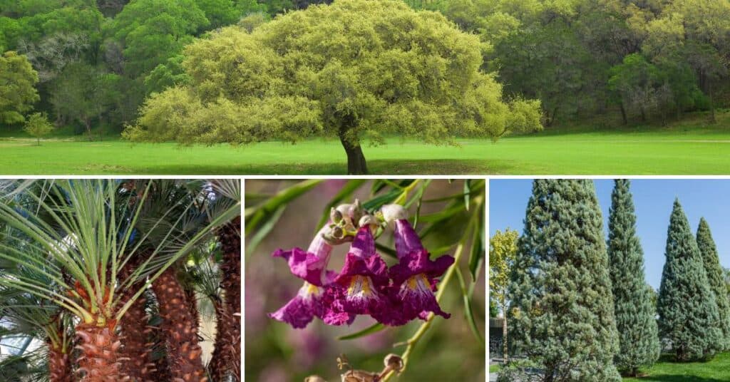 13 Best Drought Tolerant Trees (Sorted By USDA Zones)
