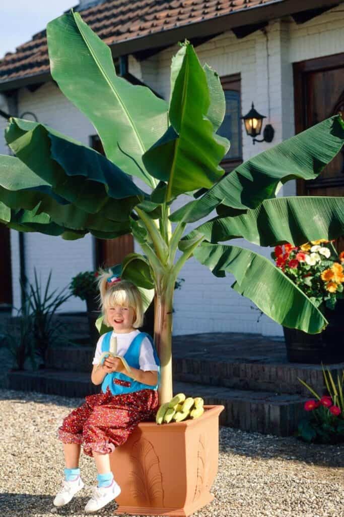 9 Stunning Large Indoor Trees to Enhance Your Home's Ambiance