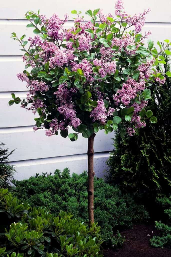 10 Most Popular Spring Flowering Trees (Chosen by You!)