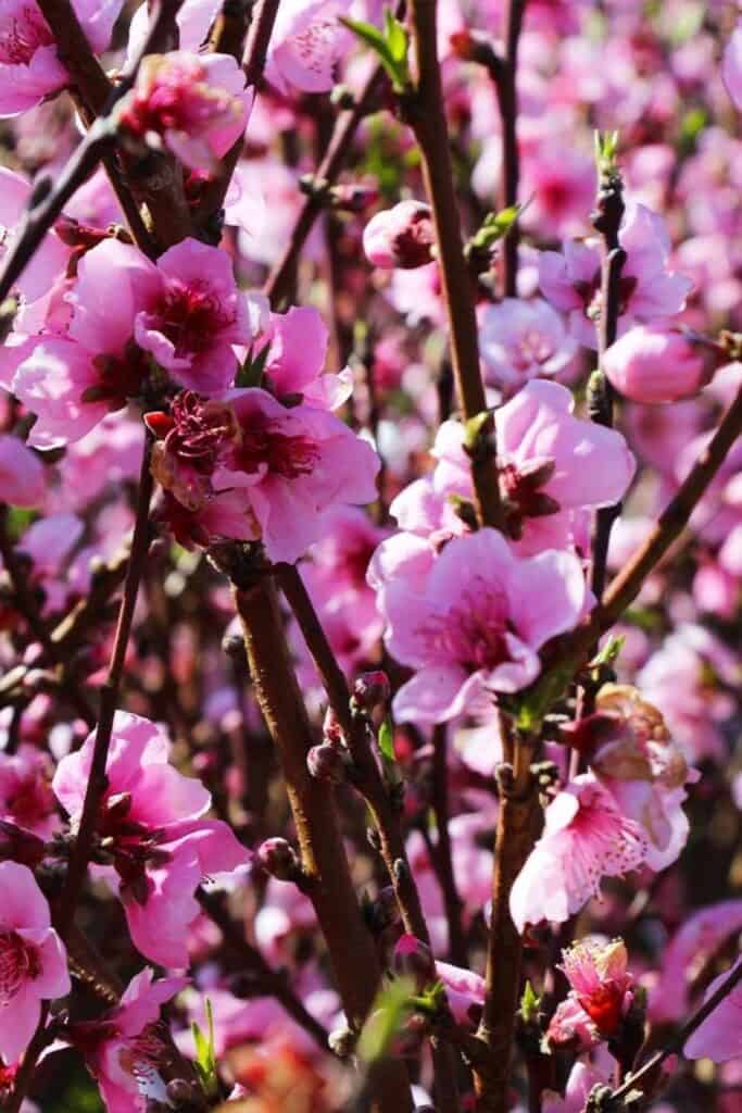 10 Fastest Growing Peach Trees That Bear Fruit Quickly (1st Year)