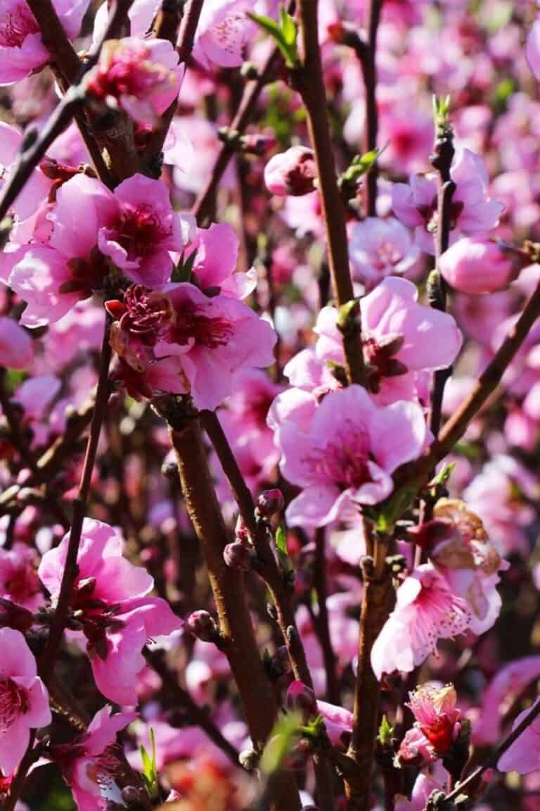 10 Fastest Growing Peach Trees That Bear Fruit Quickly (1st Year)
