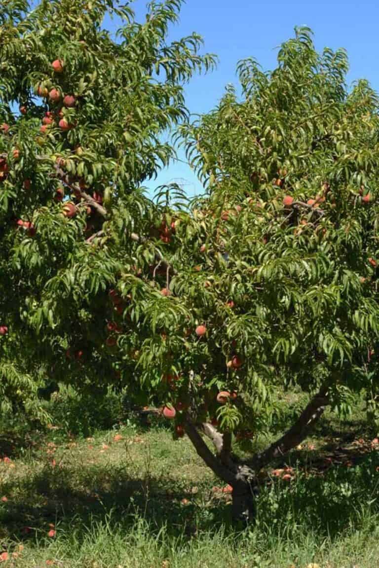 10 Fastest Growing Peach Trees That Bear Fruit Quickly (1st Year)