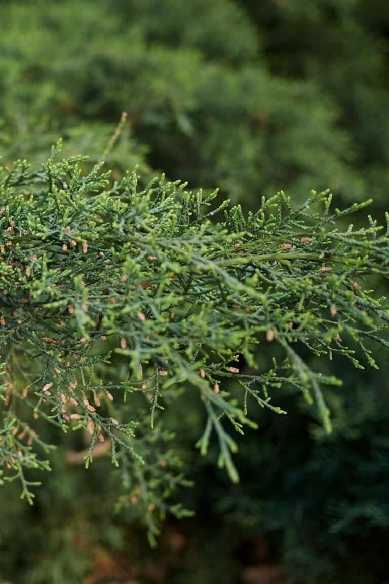 13 Best Drought Tolerant Trees (Sorted By USDA Zones)