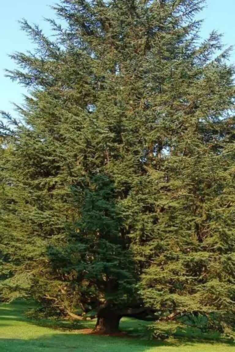 13 Best Drought Tolerant Trees (Sorted By USDA Zones)