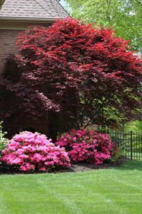 Maximize Curb Appeal - 13 Trees That Boost Property Value