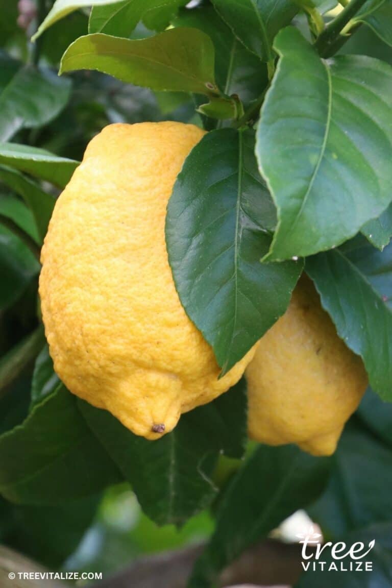 4 Fastest Growing Lemon Trees That Bear Fruit Quickly (1st Year)