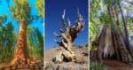 Explore 21 of the World's Most Famous & Record-Breaking Trees