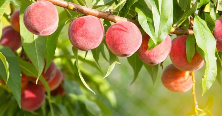 14 USDA Zone 10 Fruit Trees to Grow in Your Garden