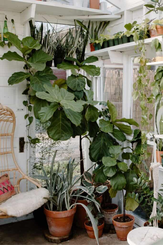 9 Stunning Large Indoor Trees to Enhance Your Home's Ambiance