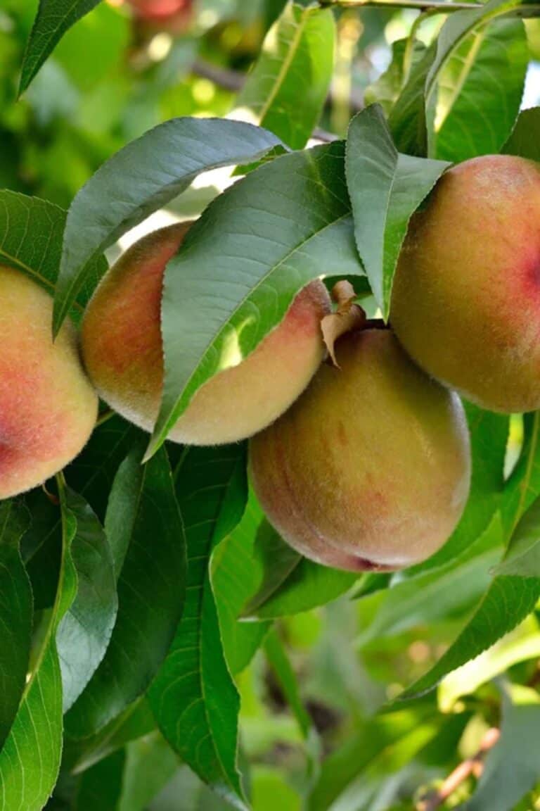 10 Fastest Growing Peach Trees That Bear Fruit Quickly (1st Year)