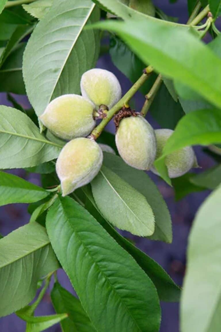 10 Fastest Growing Peach Trees That Bear Fruit Quickly (1st Year)