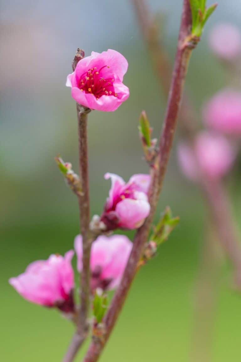 10 Fastest Growing Peach Trees That Bear Fruit Quickly (1st Year)
